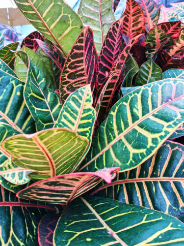 Photo of the Day: Wonders of Croton | News, Sports, Jobs - Maui News